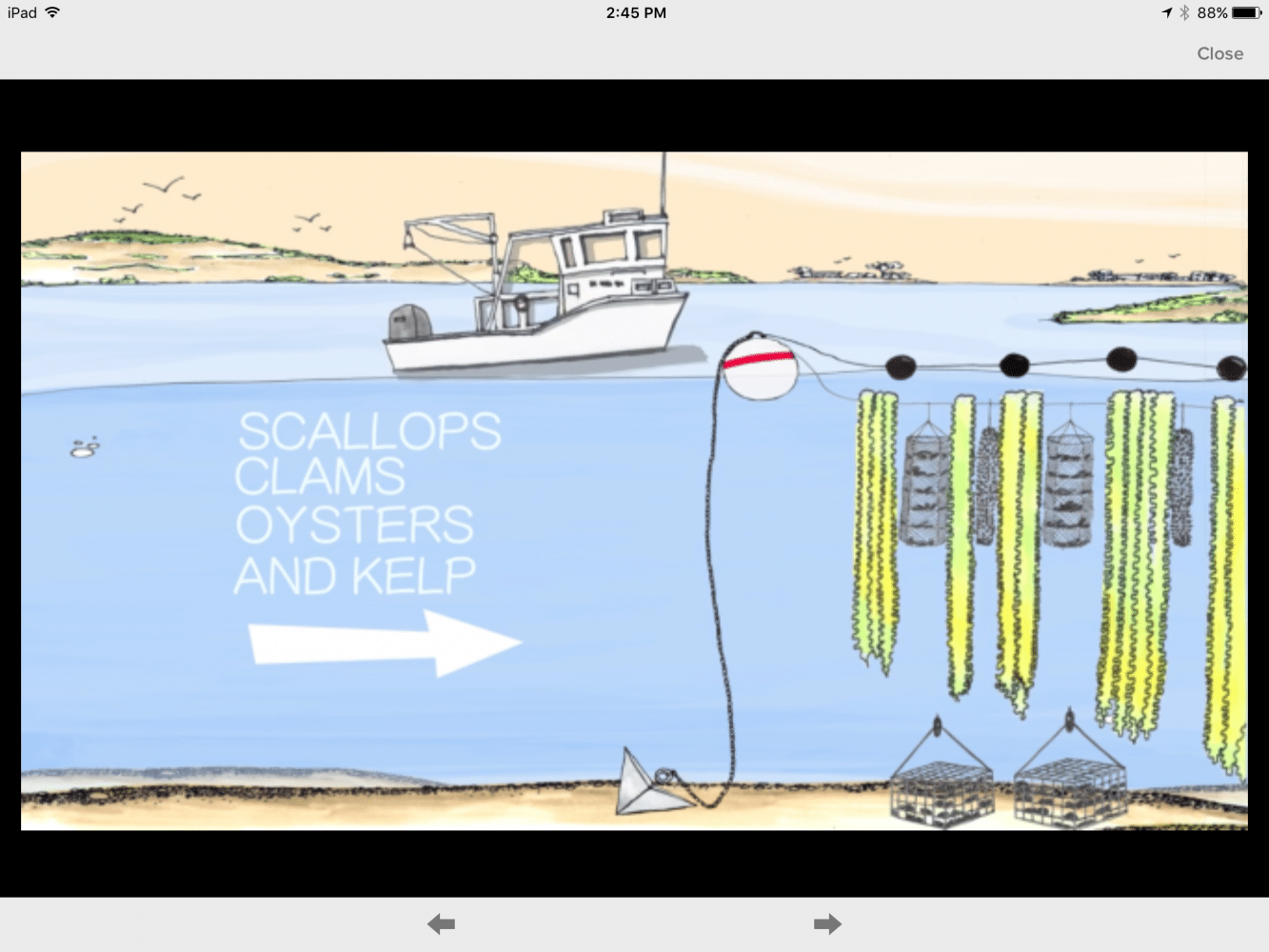 ocean farming 1 — Club Nautique